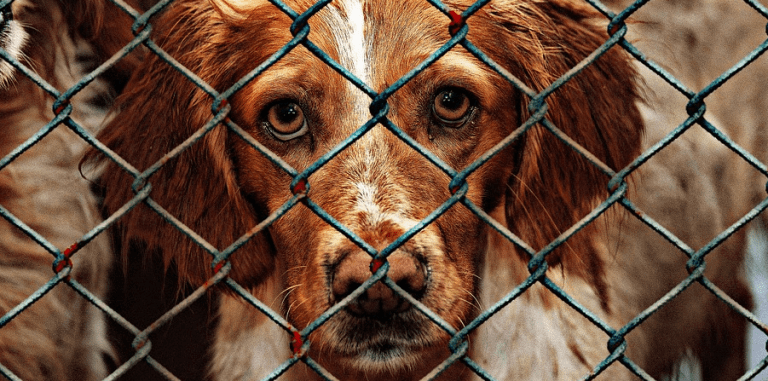 5 Ways To Get A Puppy When You Have No Money